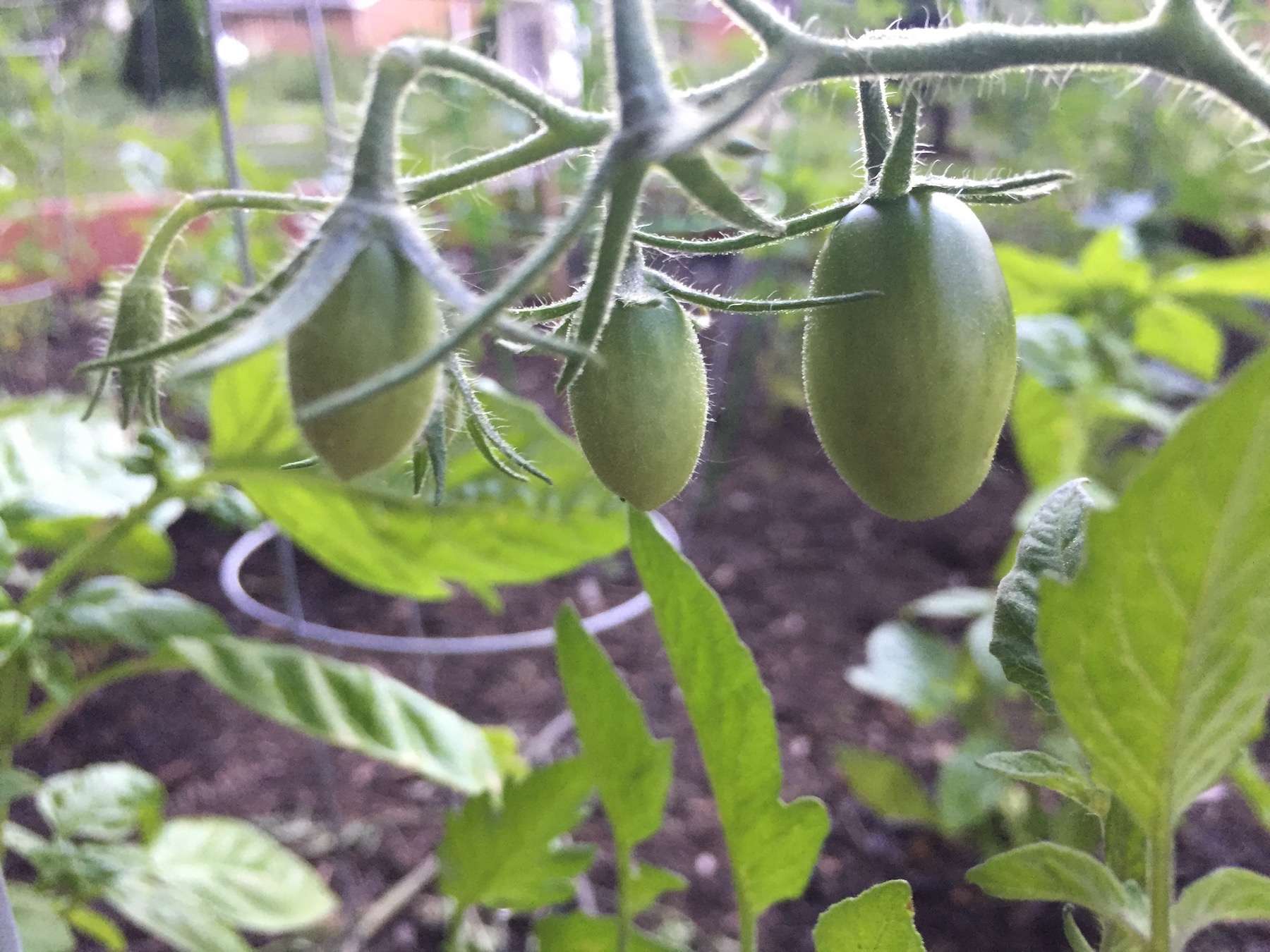 This Year's Garden - Chris Hardie